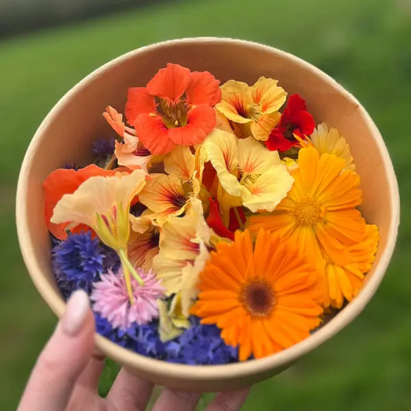 Season Edible Flower Mix - Devon Microgreens & Edible Flowers